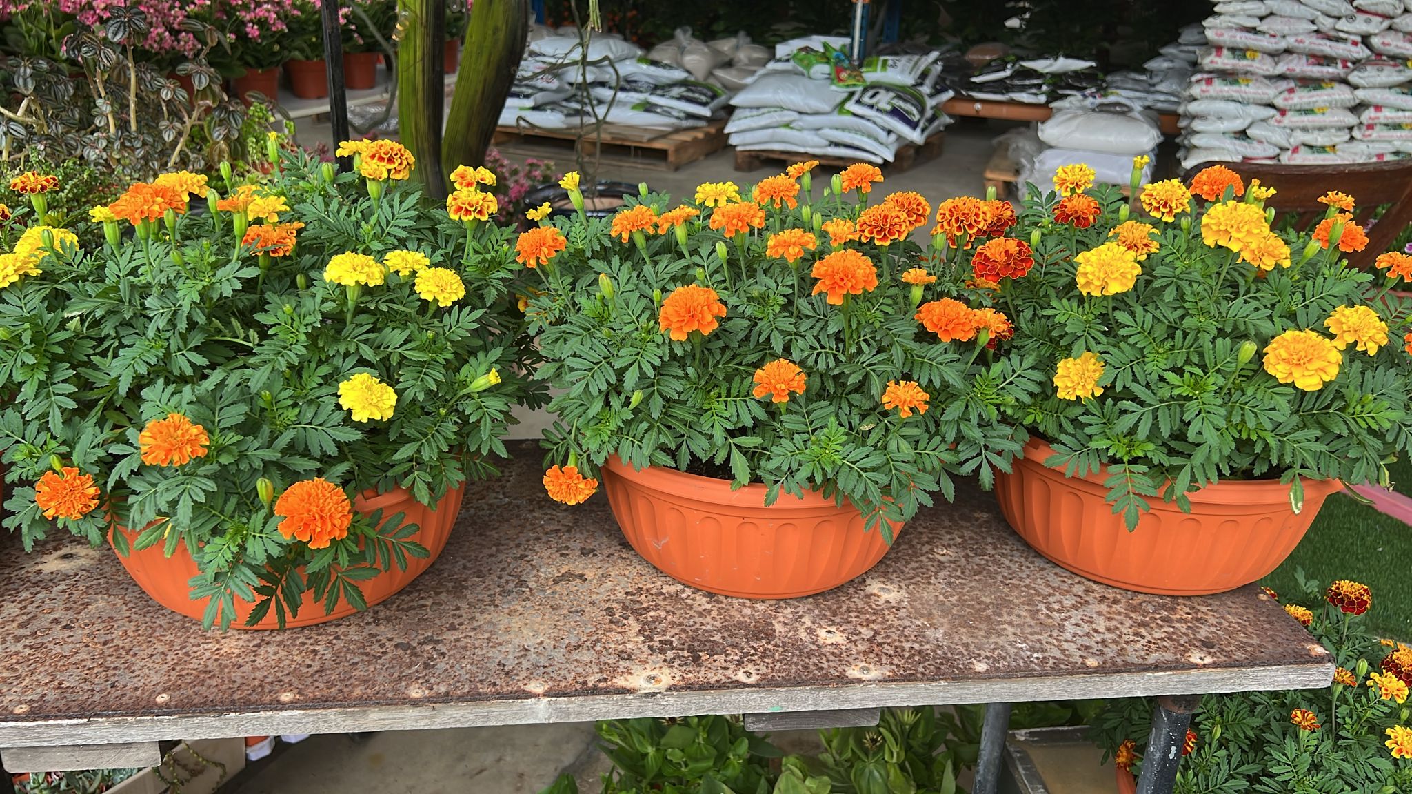 CNY Marigold Bowl $22 – Lifestyle@SingSeeSoon